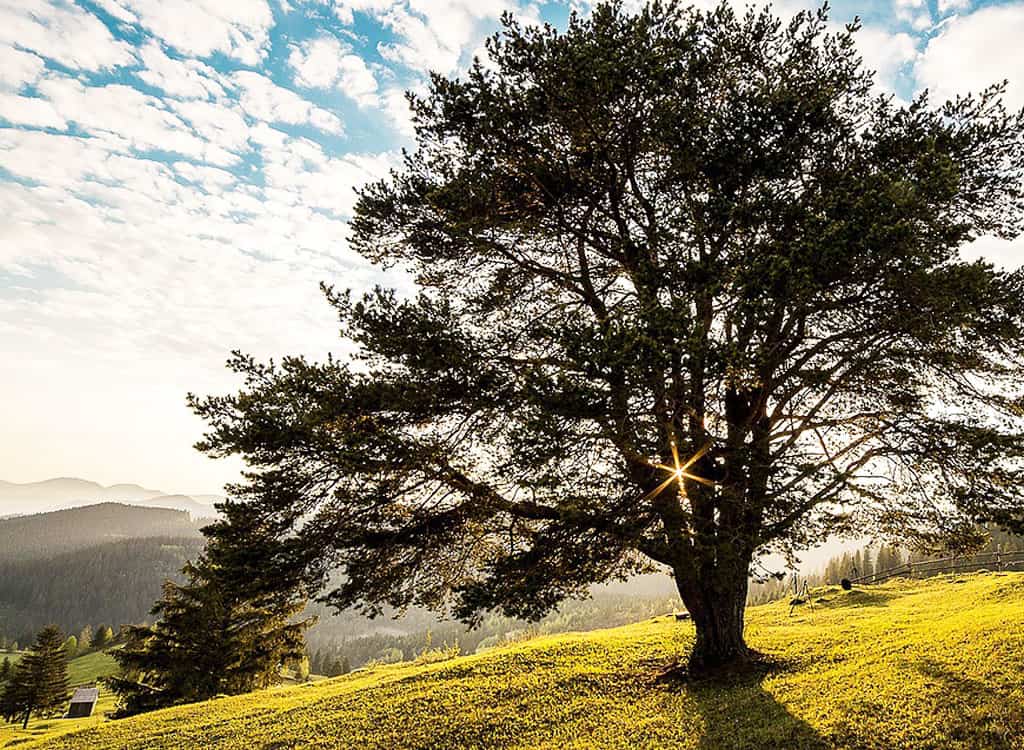 Winter Birding - Almanya'da ücretsiz eğitim alabilirsiniz!